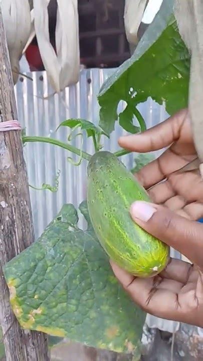 আলহামদুলিল্লাহ মাশাল্লাহ আমার ছাদ বাগানের গাছের শশা Roofgarden Garden ছাদবাগান Shorts Youtube