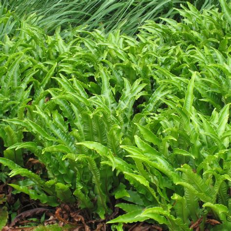 Asplenium scolopendrium - Rasadnik „Jelena”