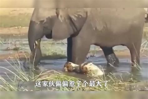 鳄鱼有多不自量力？上前偷袭大象，却反被大象踩成“鳄鱼饼”！鳄鱼大象偷袭