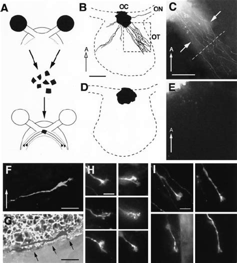 Ac Axon Outgrowth Patterns From Wild Type Retinas Grafted Onto