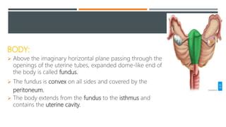 Structure Of Uterus Pptx