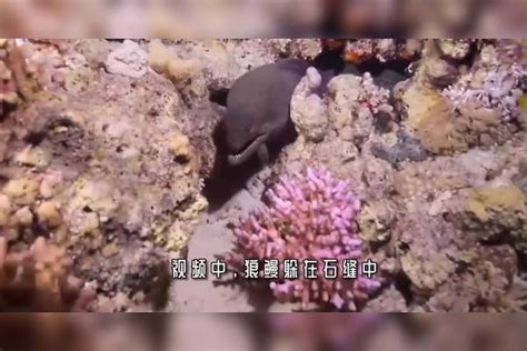 狼鳗偷袭鲨鱼本以为会是一场大战谁知一招鲨鱼就凉了 鲨鱼 偷袭 大战