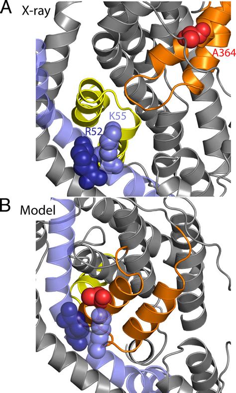Cross Linking Residues Become Close In The Cytoplasm Facing Model Of Download Scientific