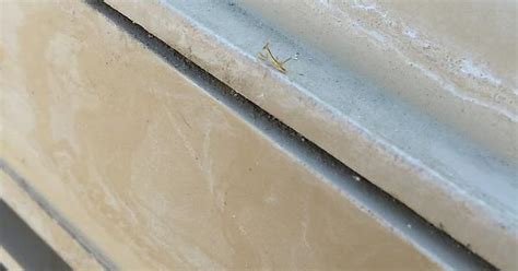 Found A Praying Mantis The Size Of An Ant Imgur