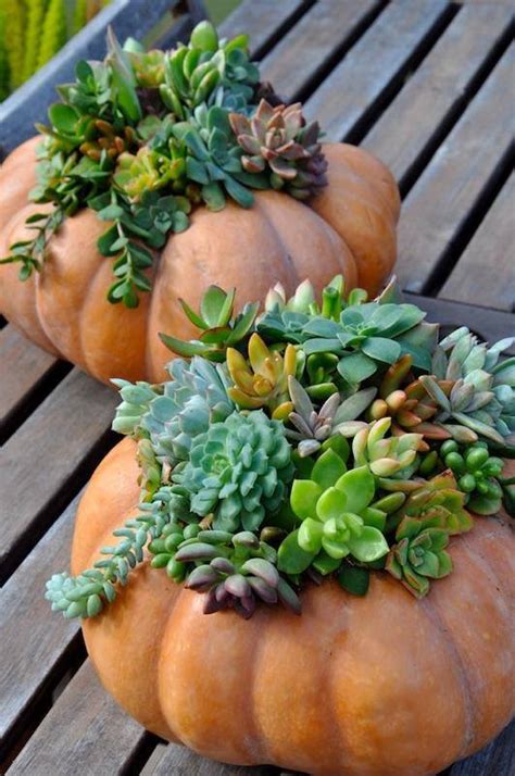 DIY Thanksgiving Pumpkin Succulent Centerpiece Workshop The Farm At