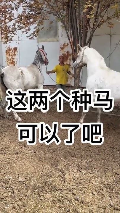 上热门 白马 马 小马 马儿 Dou上热门 抖音小助手 Dou小助手 Youtube