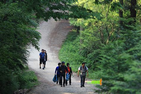 장성 편백나무숲 치유의숲 장성여행 장성 축령산 자연휴양림 추천산림욕장 산책길 6월 가족여행 힐링여행 네이버 블로그