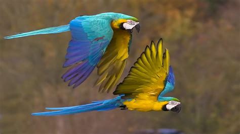 The Feeling Of Flying With Macaws Mikey And Mia Youtube