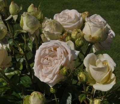 Róża Madame Anisette róże ekskluzywne gr. Parfuma - 6736339505 ...