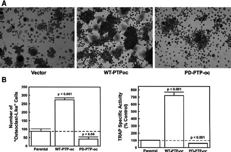 Effects Of Ptp Oc Overexpression On The Differentiation Of U 937 Cells Download Scientific