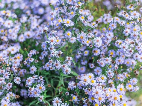 Aster Flower