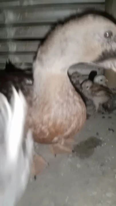 মুরগির বাচ্চা পালোন পারিবারিক খামার পারিবারিক খামার Youtube