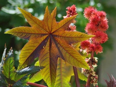 Mamona Por Que é Perigosa Para O Homem Partes Venenosas Da Planta