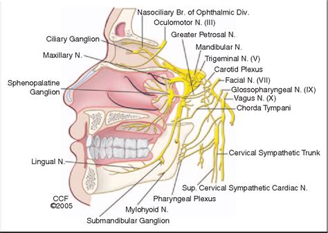 Structure Of Sphenopalatine Ganglion Semantic Scholar