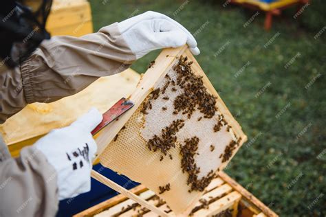 Apicultor está trabajando con abejas y colmenas en apiario abejas en ...