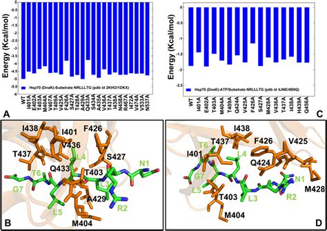 Free Energy Calculations Of The Substrate Binding With The Dnak