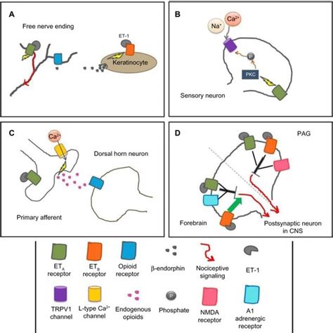 A Schematic Of The Location Of Endothelin 1 ET 1 And Endothelin