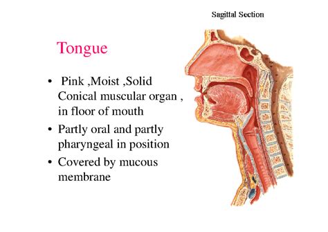 Parts Structure Function Of Tongue Tongue Pink Moist SolidConical Muscular Organ In Floor