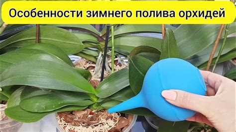 Зимний полив орхидей - YouTube