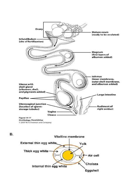 Egg Formation Pdf