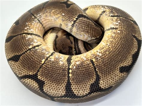Spider Het Pied Ball Python By Bay Area Ballers