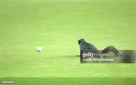 Squirrel Balls Photos And Premium High Res Pictures Getty Images