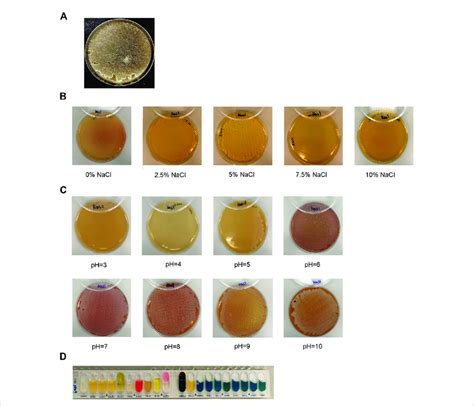 Morphological Physiological And Biochemical Characterization Of The