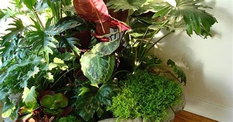 Panduan Cara Mudah Menanam Tanaman Hias Indoor Dalam Ruangan