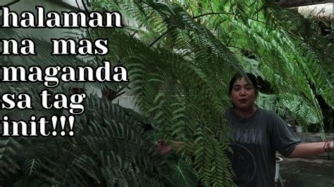 Tropical Homegarden Update Youtube