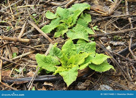 Young Green Plant Sprout With Leaves In The Dry Grass Spring Background Stock Image Image Of
