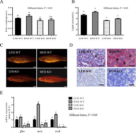 Srebf1 Deletion Attenuates The Gain In Body Weight And Liver Lipid
