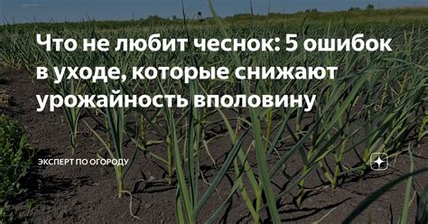Что не любит чеснок 5 ошибок в уходе которые снижают урожайность вполовину Эксперт по