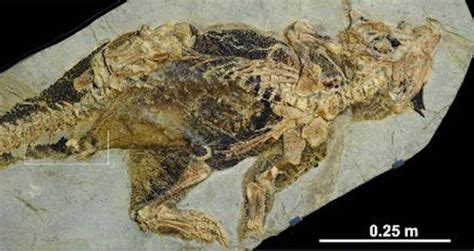 100 Million Year Old Fossil Reveals How Dinosaurs May Have Mated