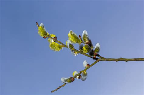 버드 나무 Salix 카프레아 코트 푹신한 버드 나무 꽃과 가지 부활절 종려 주일 공원의 염소 버드나무 살릭스 카프레아 버드나무 살릭스 카프레아 가지가 꽃봉오리를 피웁니다