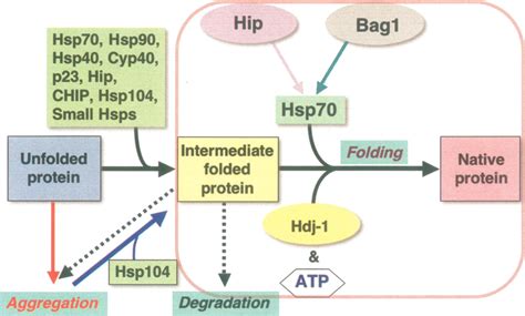 Proteotoxic Stress And Inducible Chaperone Networks In