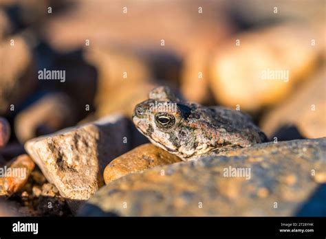 Cane Toad Rhinella Marina Also Known As The Giant Neotropical Toad