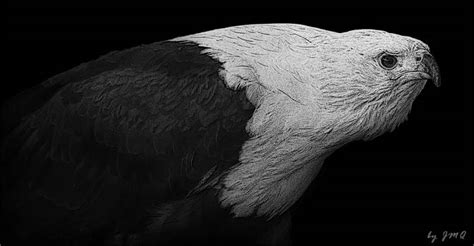 Explore The Best Rapax Art Deviantart