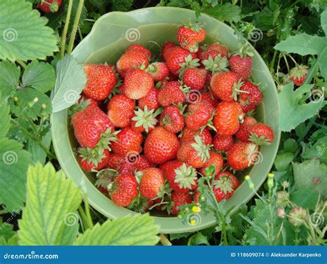 Strawberries Collected In A Bowl Stock Photo Image Of Background