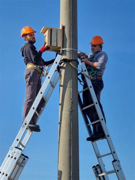 50 Artificial Nest Boxes For The European Roller Were Installed In