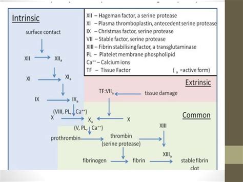 Clotting Factors Pptx