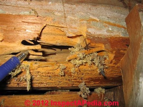 Repair Carpenter Ant Damage