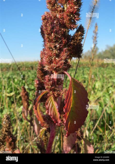 This Image Shows Amaranthus Retroflexus Commonly Known As Redroot