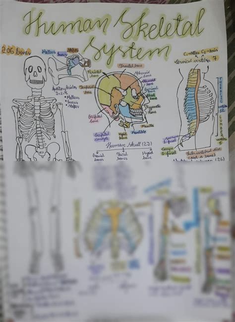 Solution 206 Bones Of The Human Skeletal System Studypool