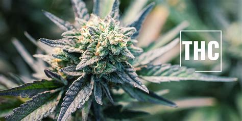 ¿cuáles Son Los Efectos Secundarios Del Thc Zamnesia