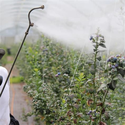 Penggunaan Pestisida Mempengaruhi Kualitas Tanaman