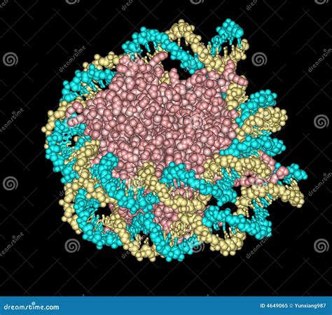 Dna With Histone Protein Stock Image 4649065