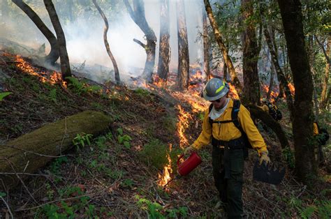 Resources — Regenerative Forest Solutions