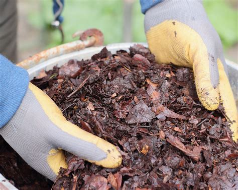 Winterizing Hydrangeas Keep Them Protected With This Advice Gardeningetc