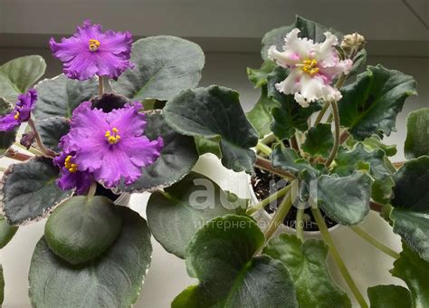 Фиалки с фото — купить в Красноярске Горшечные растения и комнатные