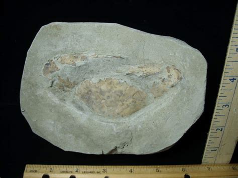 Fossil Crab 021323a The Stones And Bones Collection